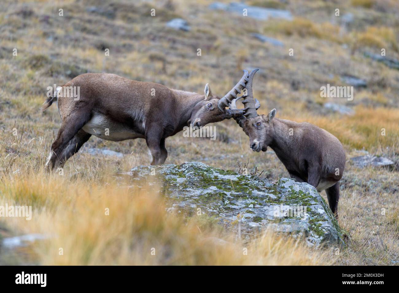 Alpine ibex (Capra ibex), two younger animals in a playful fight, Gran ...