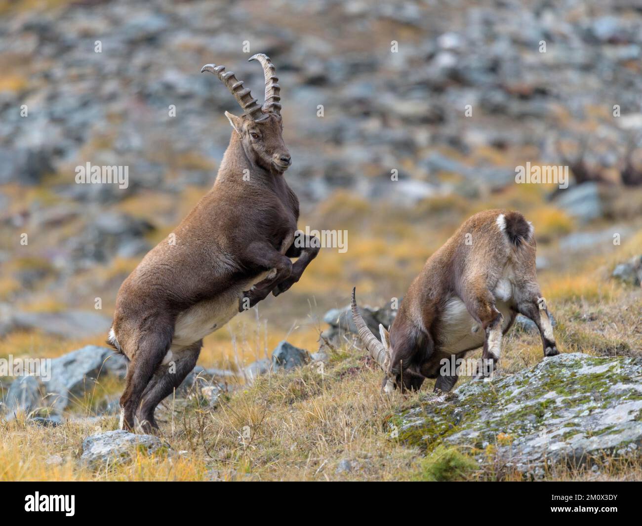 Alpine ibex (Capra ibex), two younger animals in a playful fight, Gran ...