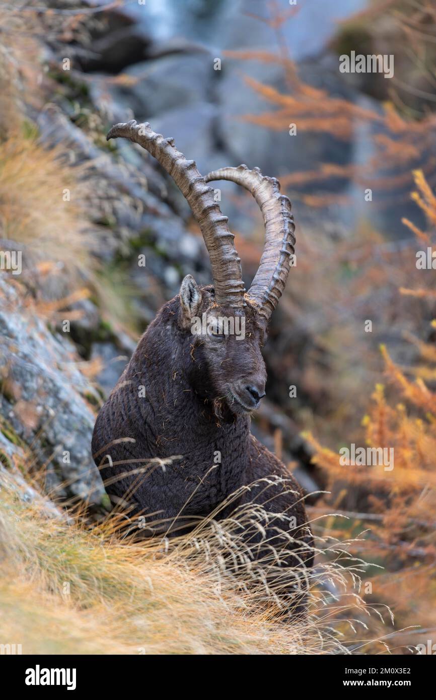 Alpine ibex (Capra ibex), standing on a steep slope with a mountain ...