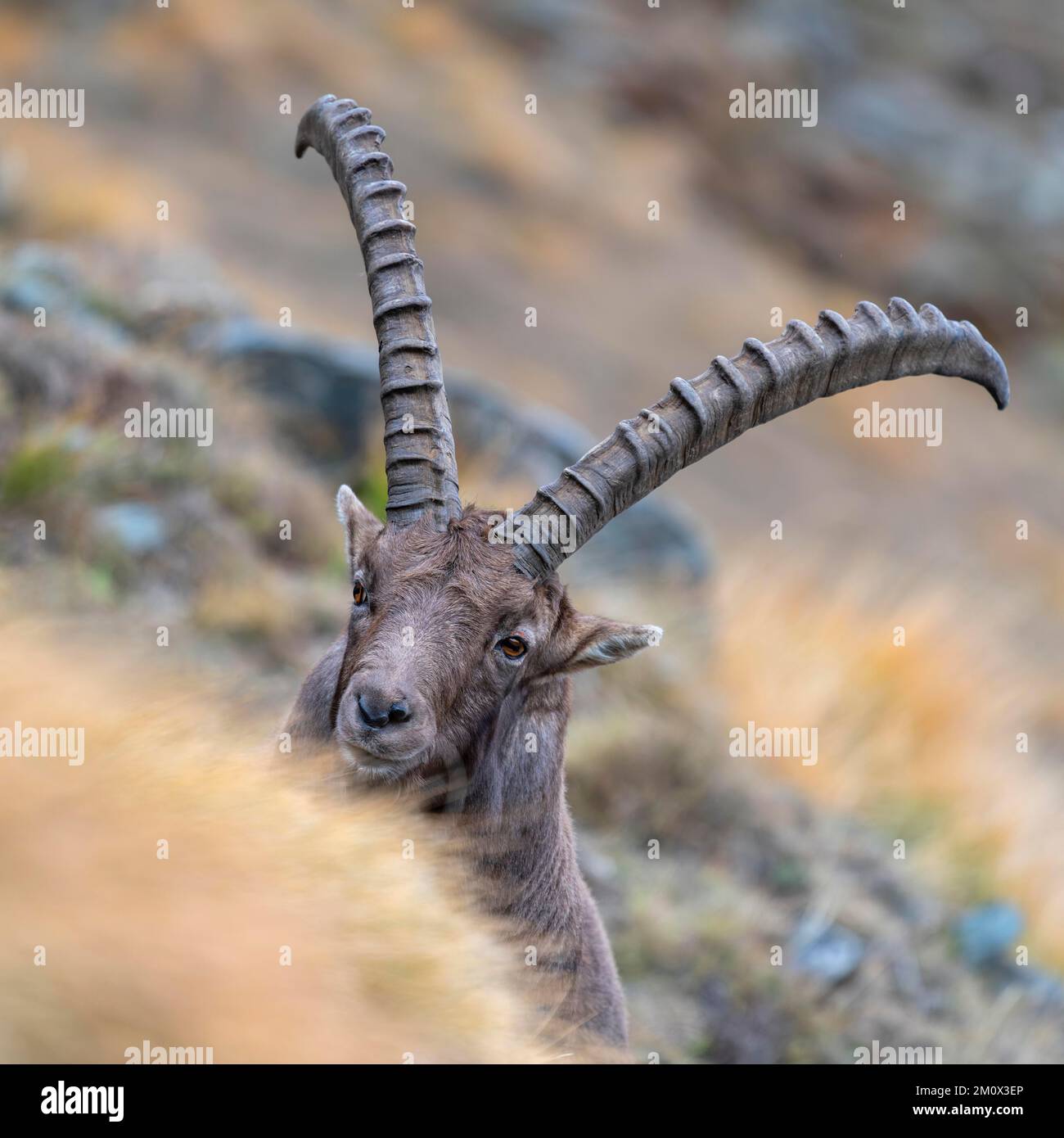Alpine ibex (Capra ibex), capital animal, animal portrait, Gran ...