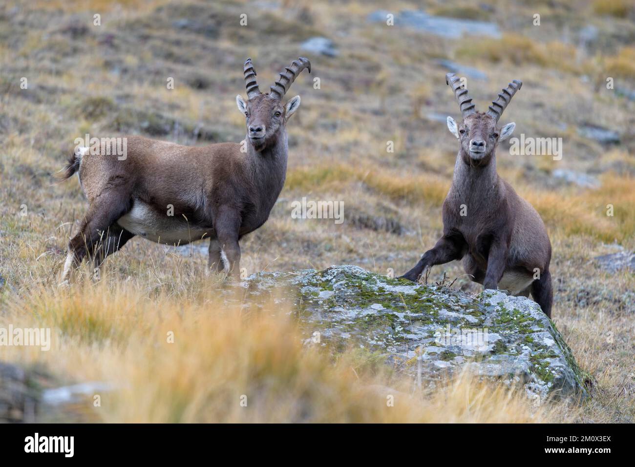 Alpine ibex (Capra ibex), two younger animals standing on a rock ...