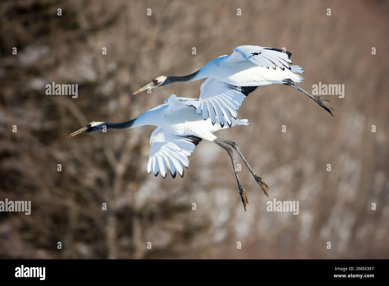 Japanese red head Tancho cranes in the snow - Hokkaido, Japan Stock ...