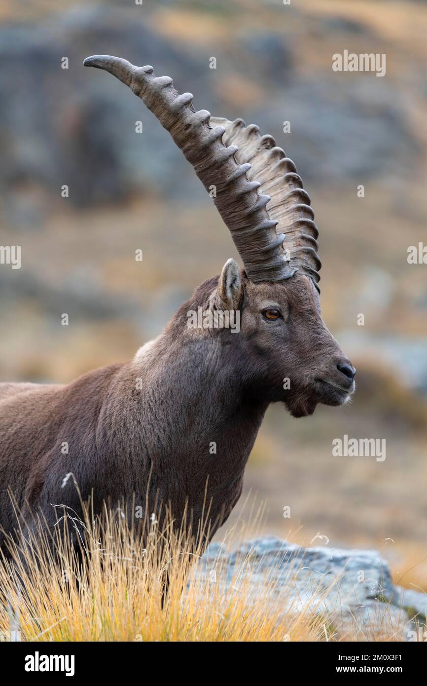 Alpine ibex (Capra ibex), capital animal, animal portrait, Gran ...