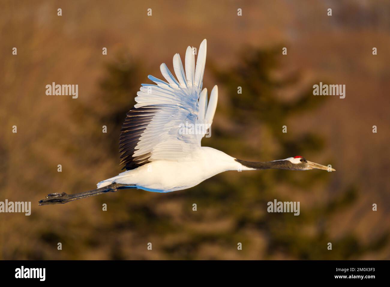 Japanese red head Tancho cranes in the snow - Hokkaido, Japan Stock ...