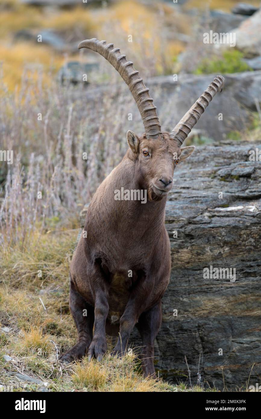 Alpine ibex (Capra ibex), capital animal, scratching its fur on a rock ...