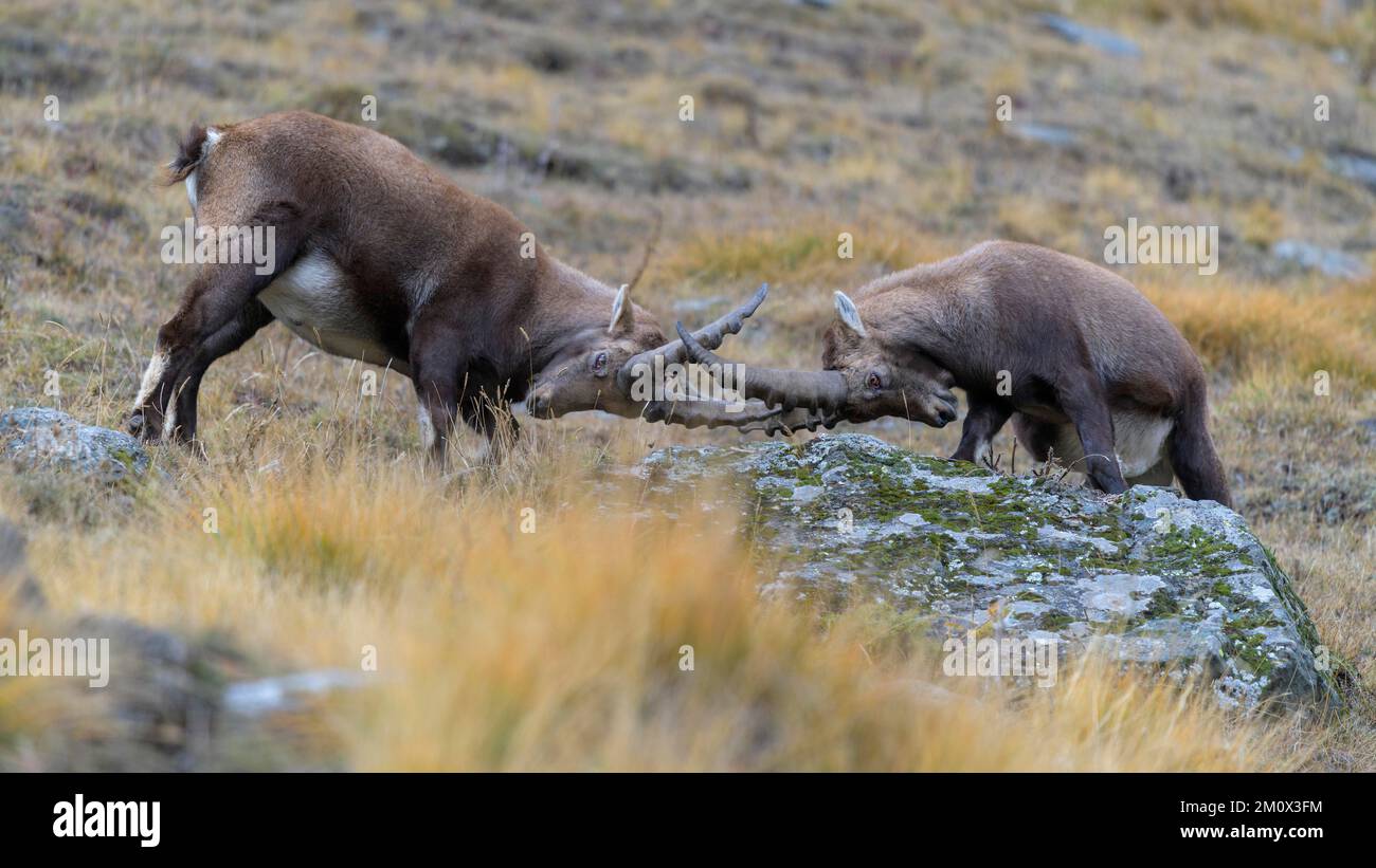 Alpine ibex (Capra ibex), two younger animals in a playful fight, Gran ...