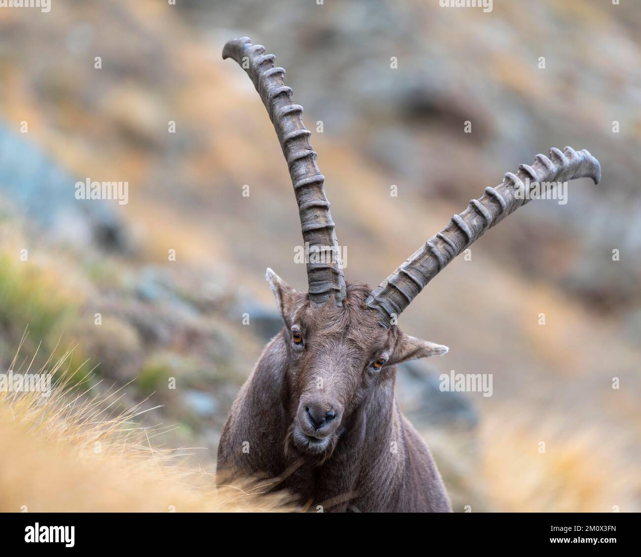 Alpine ibex (Capra ibex), capital animal, animal portrait, Gran ...