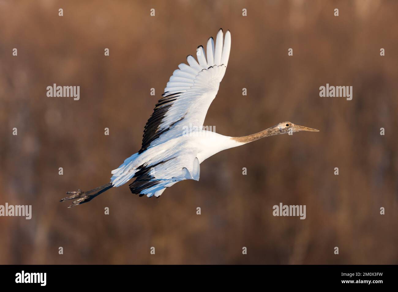 Japanese red head Tancho cranes in the snow - Hokkaido, Japan Stock ...