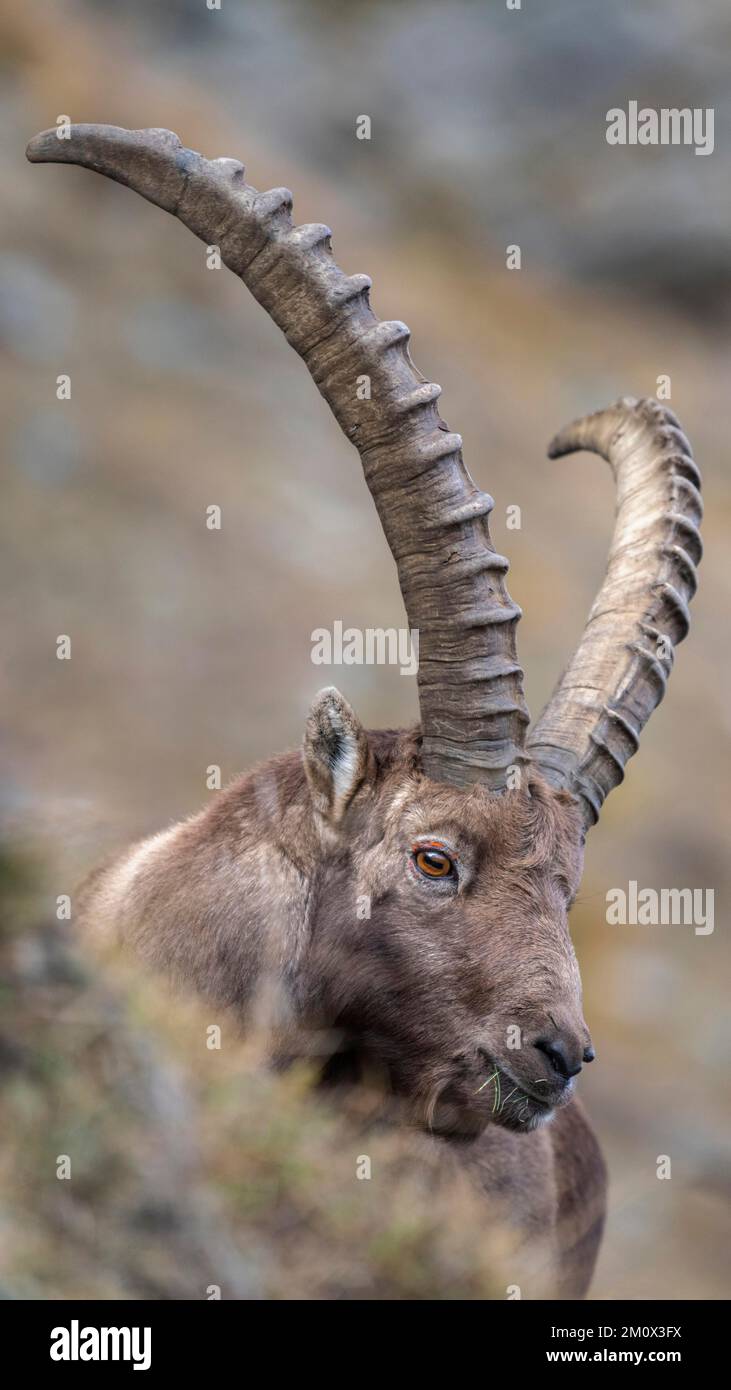 Alpine ibex (Capra ibex), capital animal, animal portrait, Gran ...