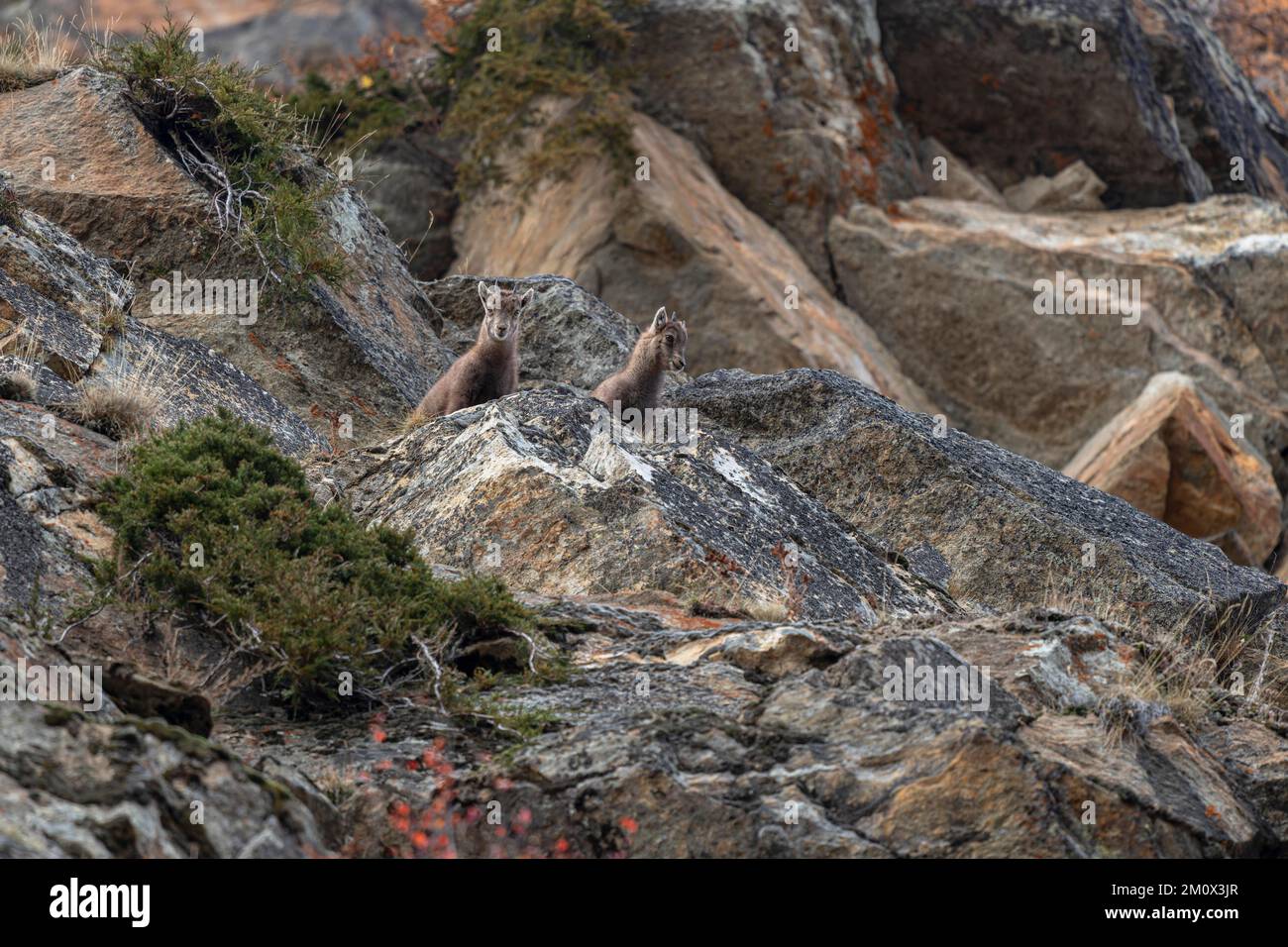 Alpine ibex (Capra ibex), two fawns climbing a vertical rock face, Gran ...