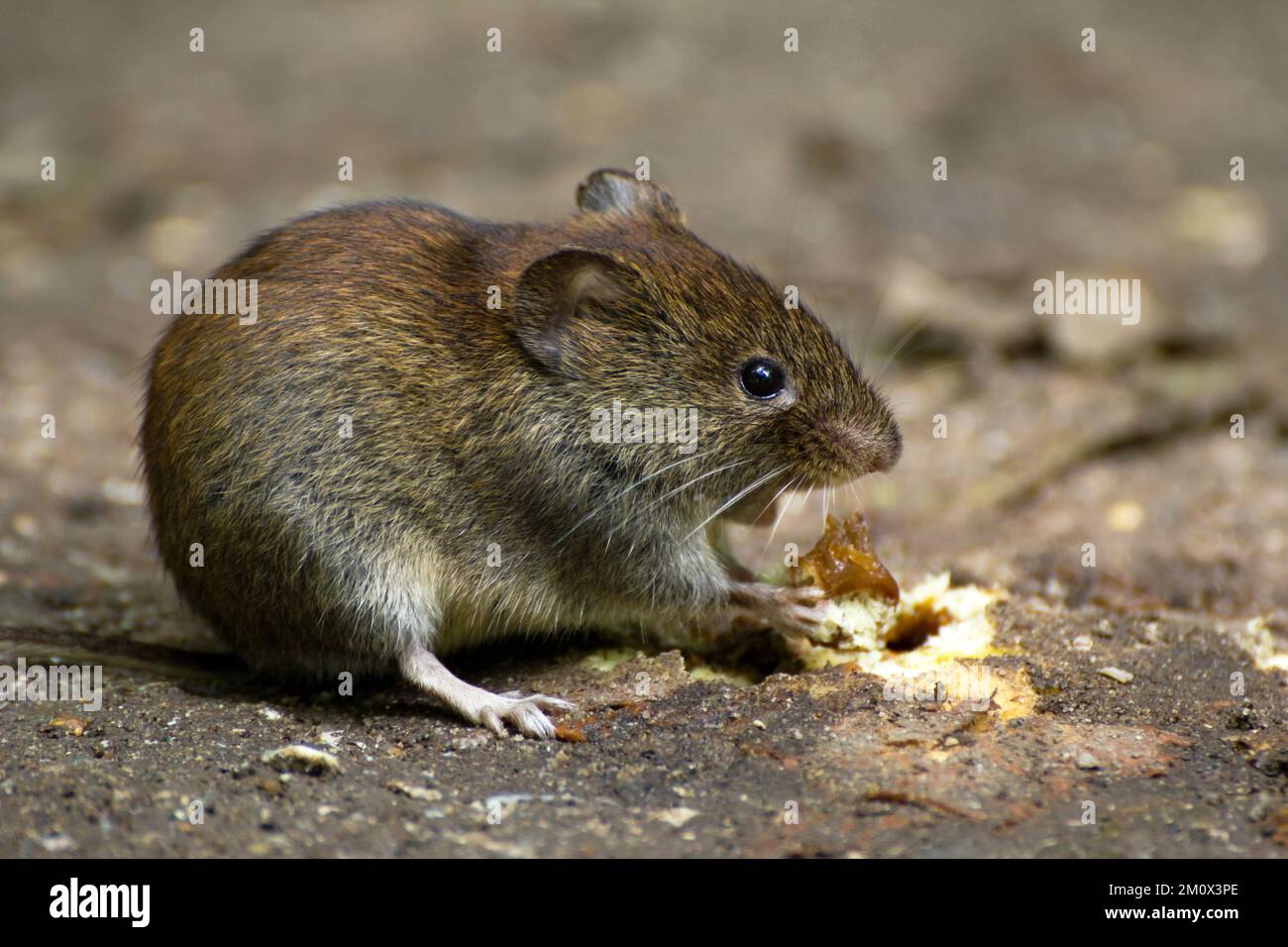 Close-up of a common Vole on a forest floor in its natural habitat ...