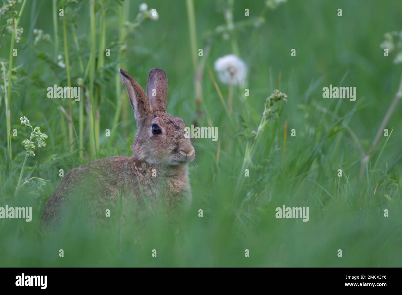 Rabbit (Oryctolagus cuniculus) adult animal standing on grassland ...