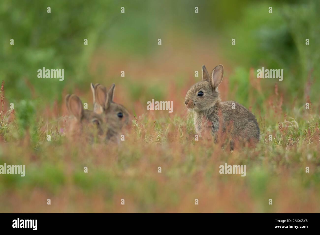 Rabbit (Oryctolagus cuniculus) three juvenile baby animals amongst red ...