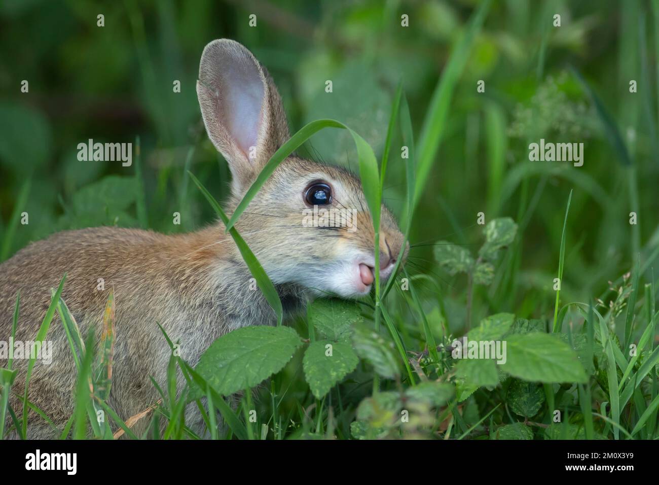 Rabbit (Oryctolagus cuniculus) adult animal feeding on grassland ...