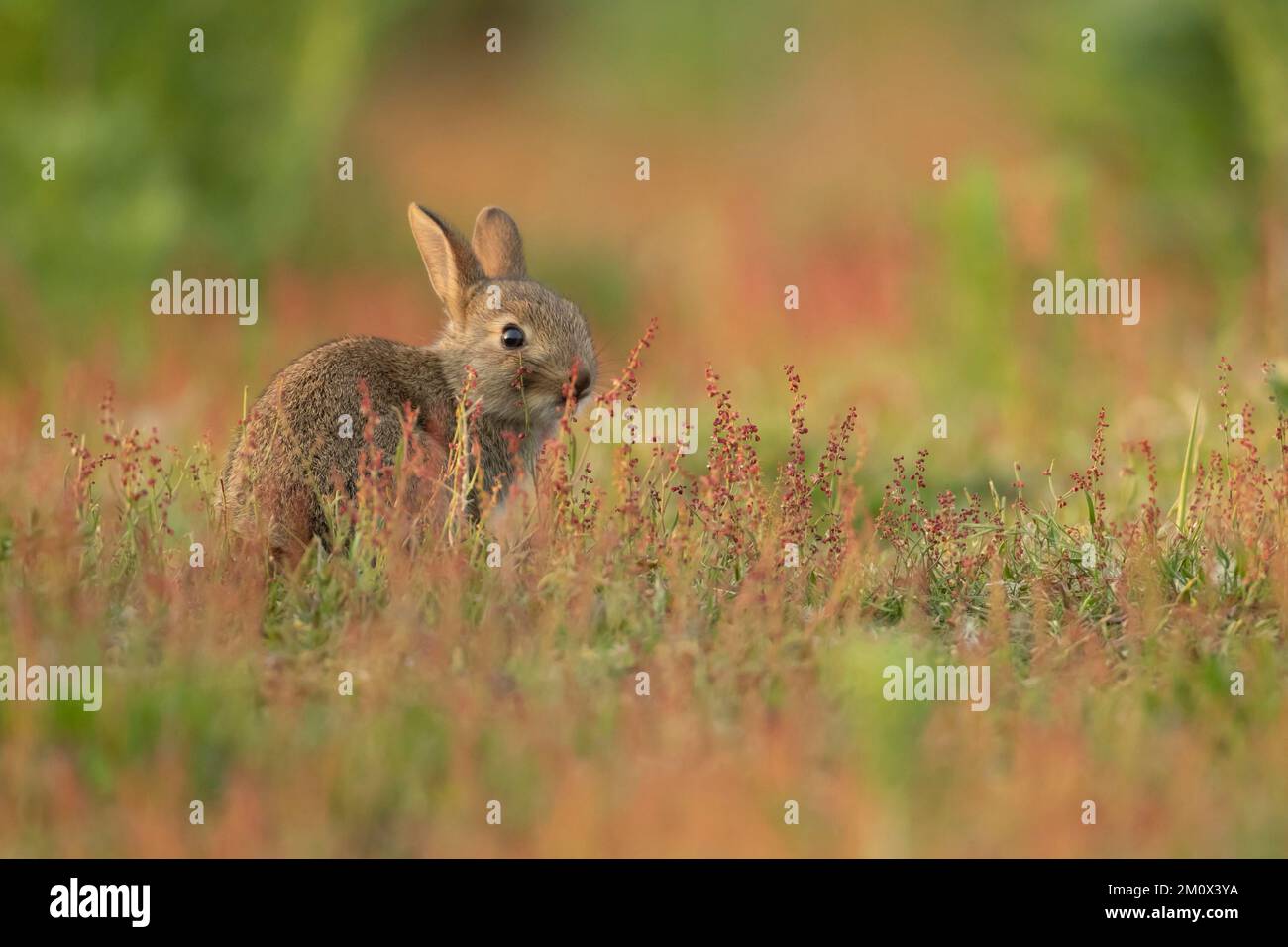 Rabbit (Oryctolagus cuniculus) juvenile baby animal feeding amongst red ...