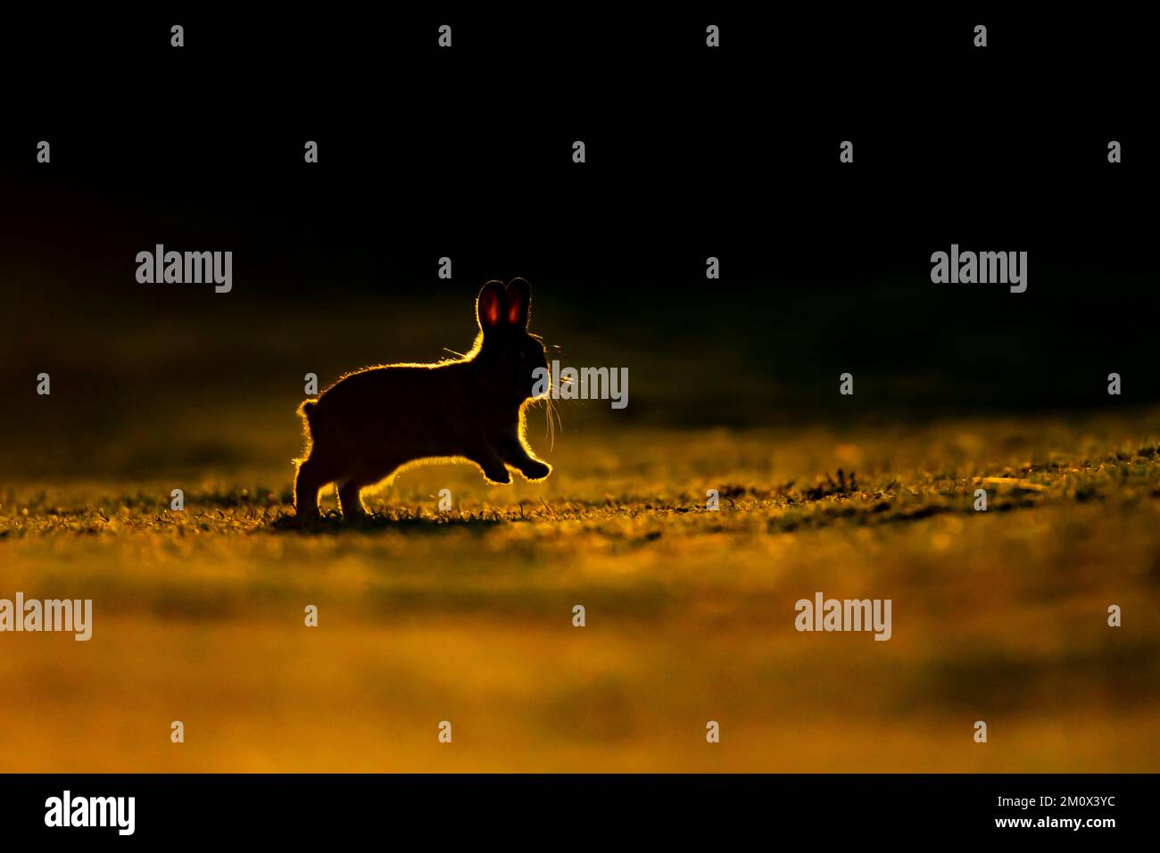 Rabbit (Oryctolagus cuniculus) adult animal running on grassland ...