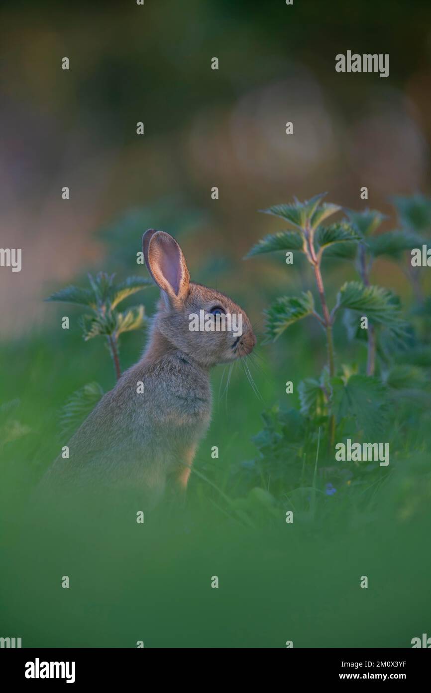 Rabbit (Oryctolagus cuniculus) adult animal standing on grassland ...