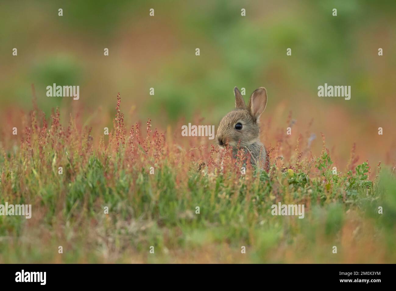 Rabbit (Oryctolagus cuniculus) juvenile baby animal amongst red flowers ...