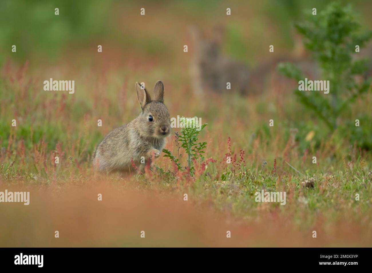 Rabbit (Oryctolagus cuniculus) juvenile baby animal amongst red flowers ...