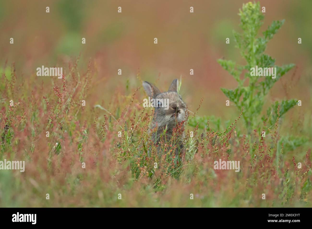 Rabbit (Oryctolagus cuniculus) juvenile baby animal feeding amongst red ...