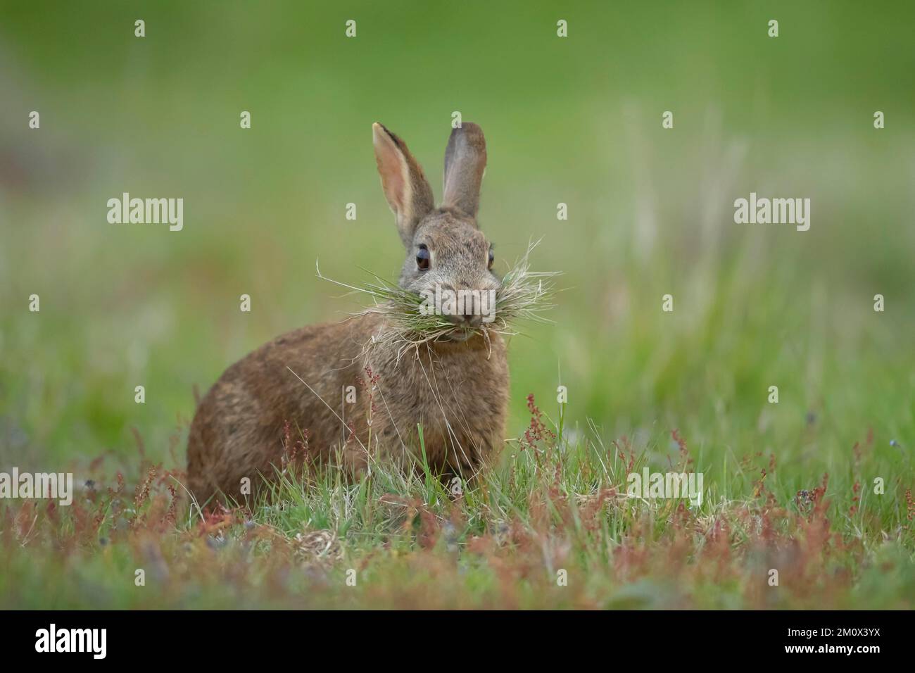 Rabbit (Oryctolagus cuniculus) adult animal collecting grass in its ...