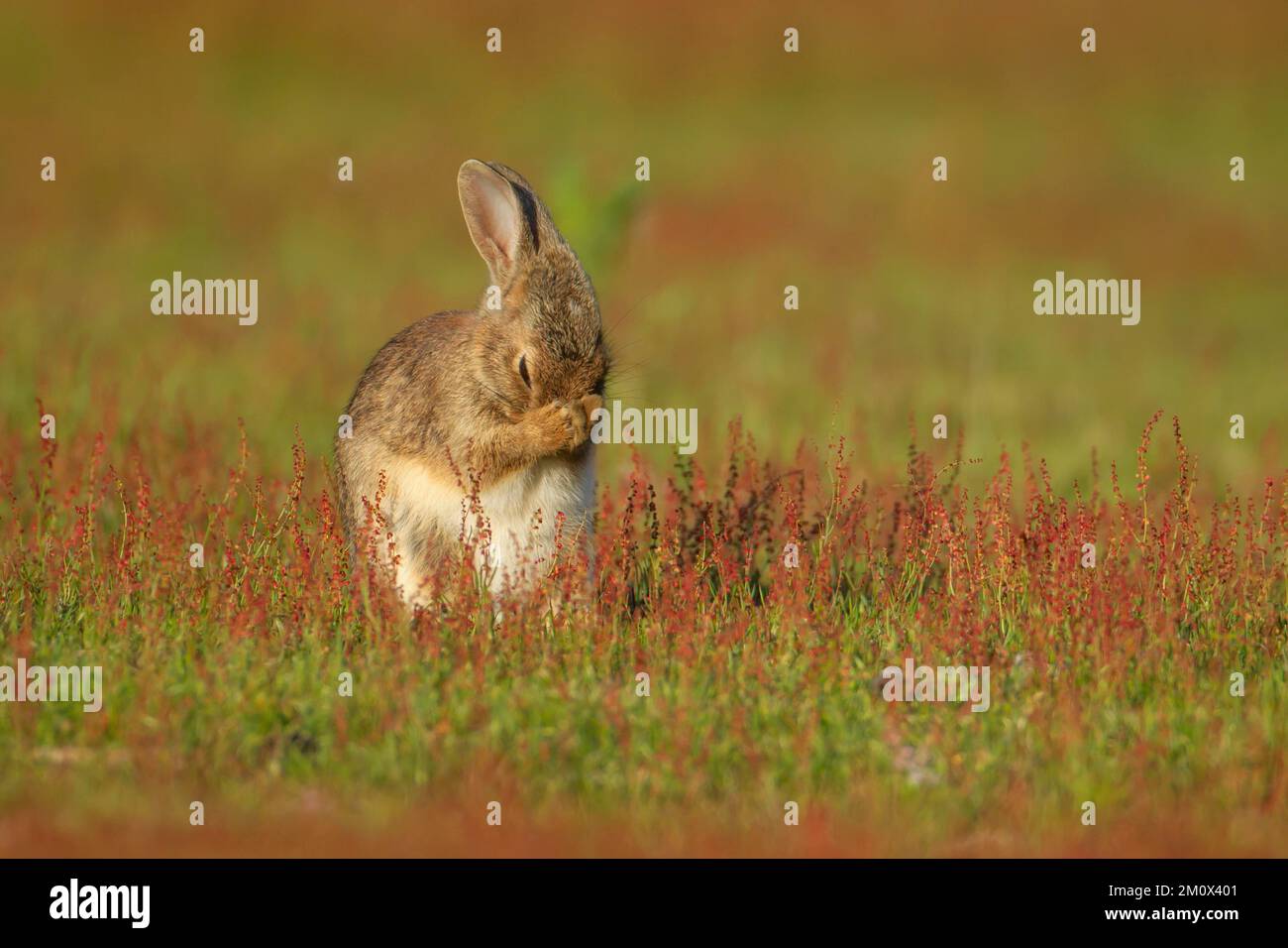 Rabbit (Oryctolagus cuniculus) adult animal washing its face amongst ...