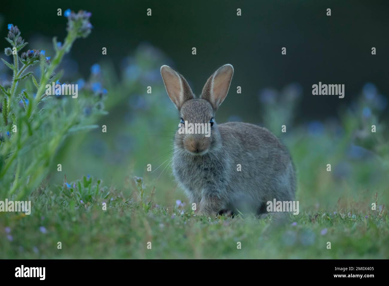 Rabbit (Oryctolagus cuniculus) juvenile baby animal standing amongst ...
