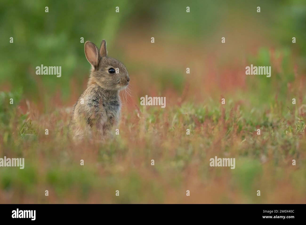 Rabbit (Oryctolagus cuniculus) juvenile baby animal amongst red flowers ...