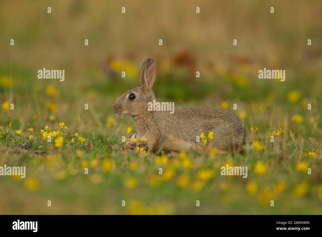 Rabbit (Oryctolagus cuniculus) juvenile baby animal amongst yellow ...