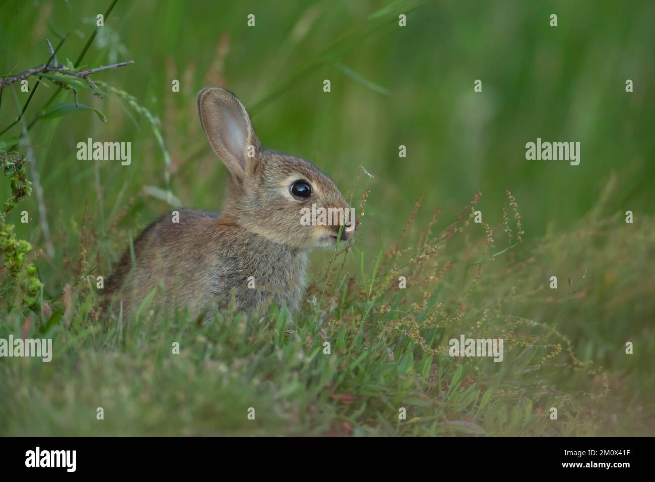Rabbit (Oryctolagus cuniculus) juvenile baby animal on grassland ...