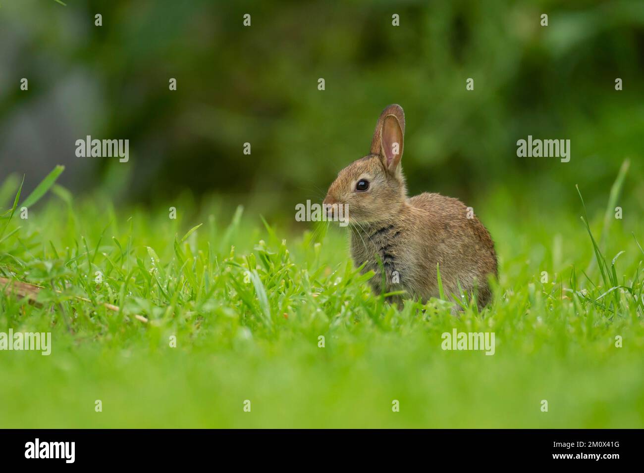 Rabbit (Oryctolagus cuniculus) juvenile baby animal on a garden lawn ...