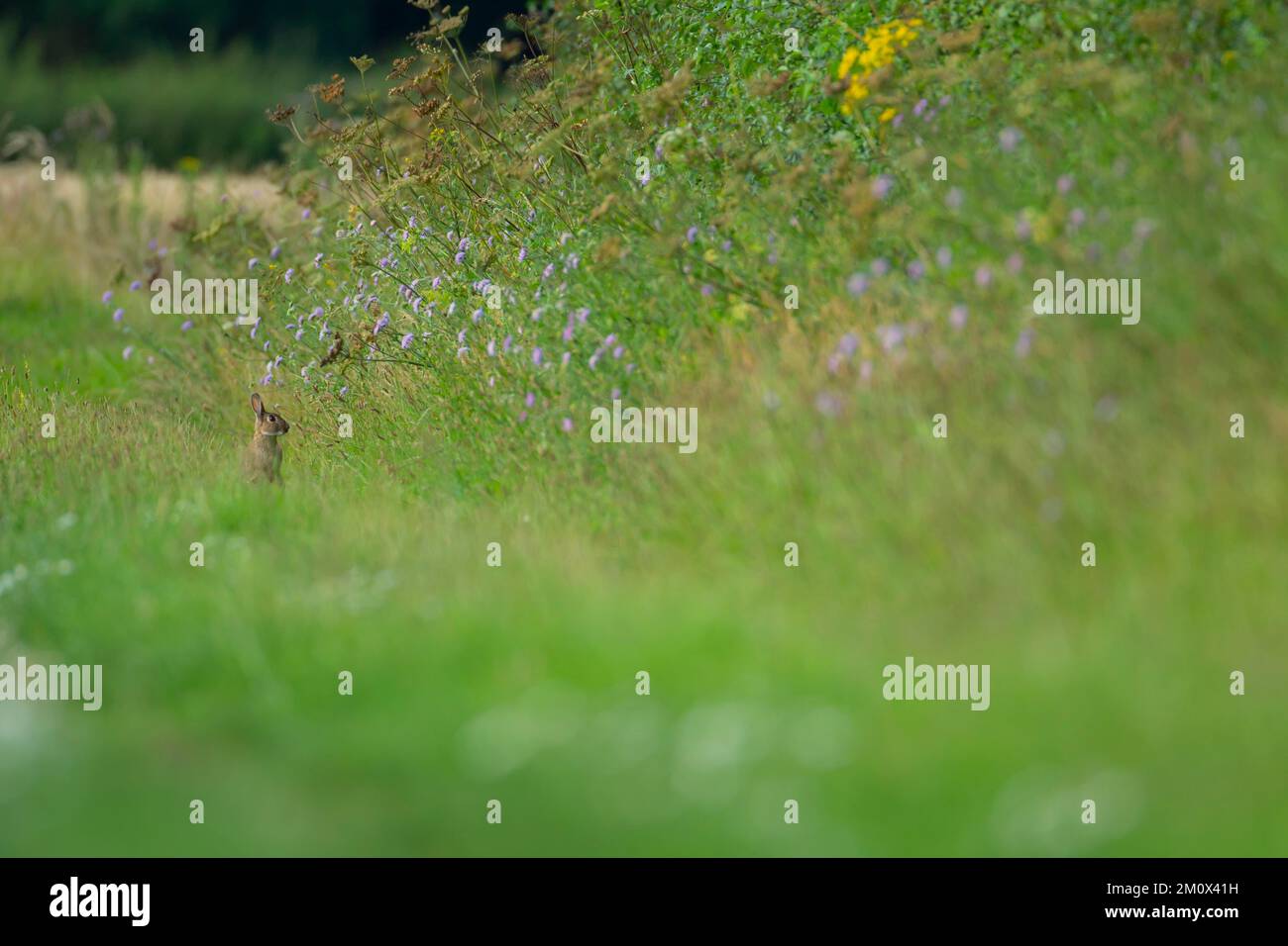 Rabbit (Oryctolagus cuniculus) adult animal standing by a wild flower ...
