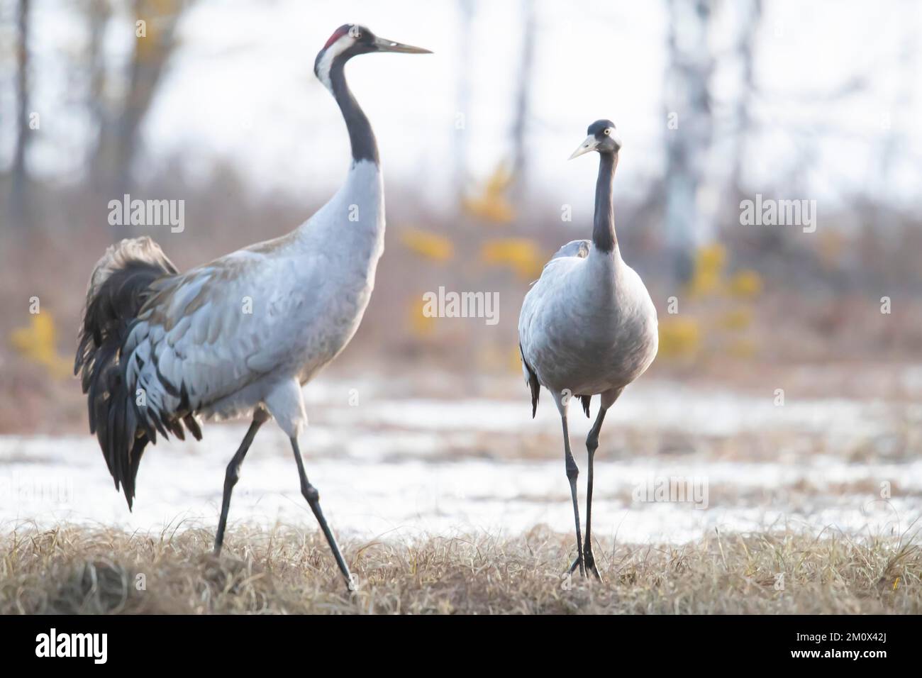 Common crane (Grus grus) Pair, Sweden, Europe Stock Photo - Alamy