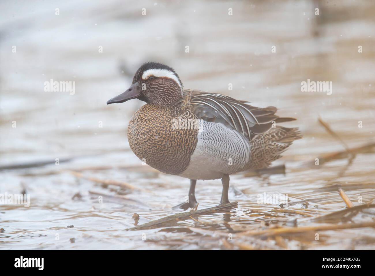 Garganey male duck hi-res stock photography and images - Alamy