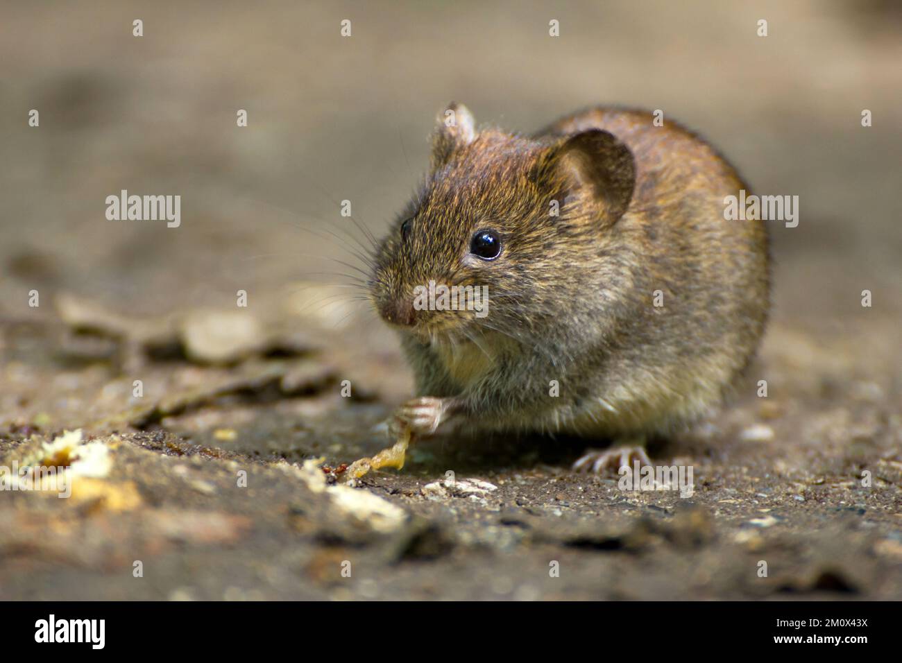 Close-up of a common Vole on a forest floor in its natural habitat ...