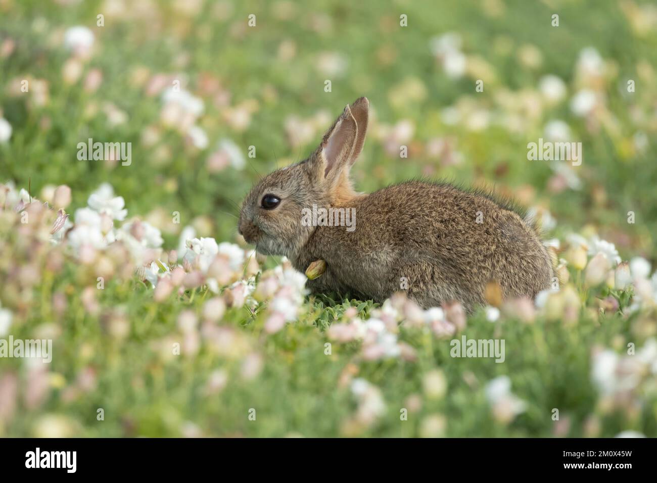 Rabbit (Oryctolagus cuniculus) juvenile baby animal feeding amongst ...