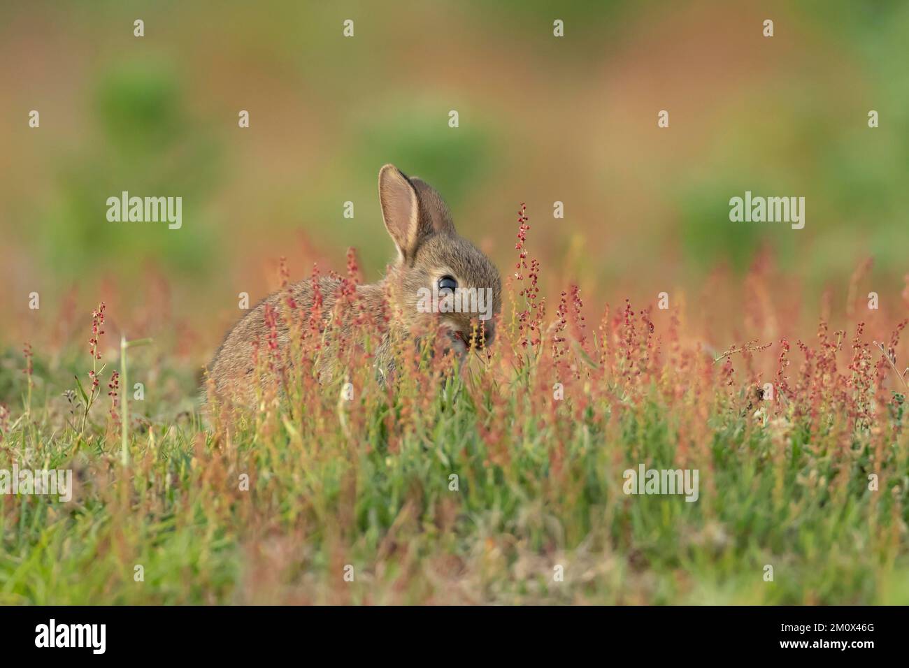Rabbit (Oryctolagus cuniculus) juvenile baby animal feeding amongst red ...