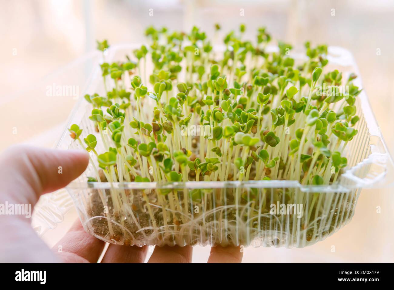 Close-up of a micro greens bio organic edible harvest in farmer's hand ...