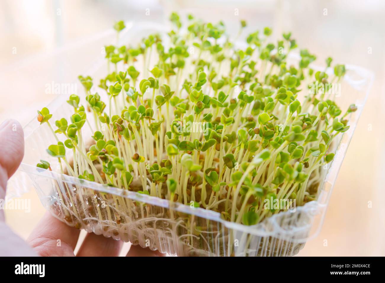 Farmer shows box with healthy organic food micro greens bio organic ...