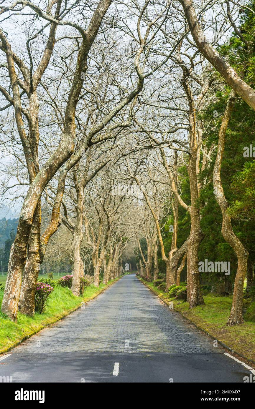 Nice tree alley along the Furnas lake, Island of Sao Miguel, Azores ...