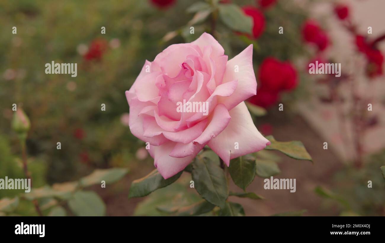 Beautiful fresh roses in the city. Natural background, large ...