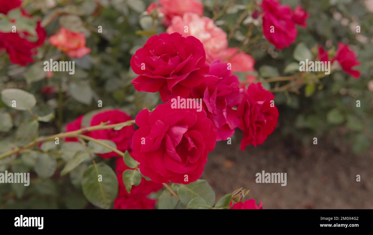 Beautiful fresh roses in the city. Natural background, large ...