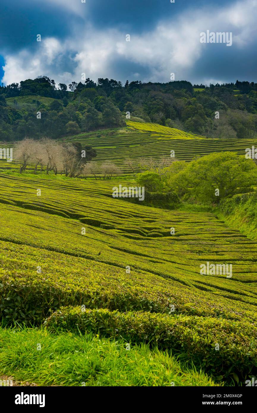 Tea plantations on the Island of Sao Miguel, Azores, Portugal, Europe ...