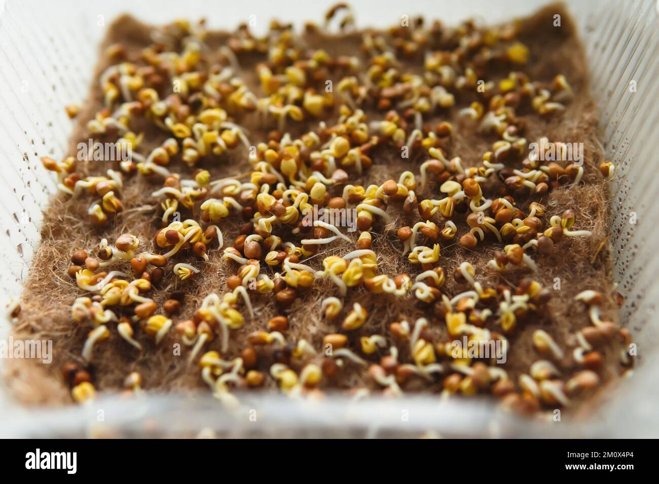 Close-up of germinated radish seeds with sprouts, healthy organic food ...