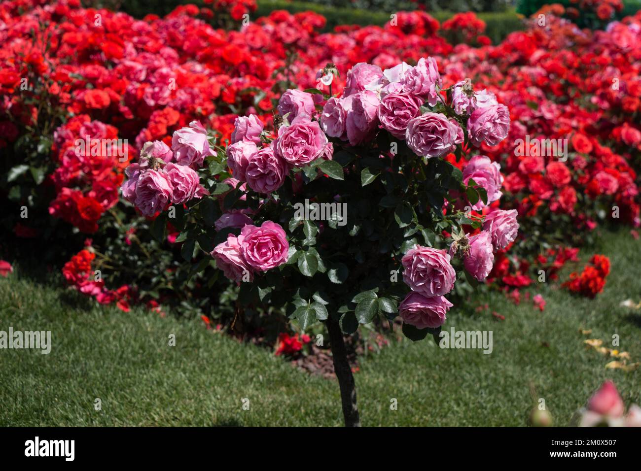 Rose tree with pink roses in a rose garden Stock Photo - Alamy