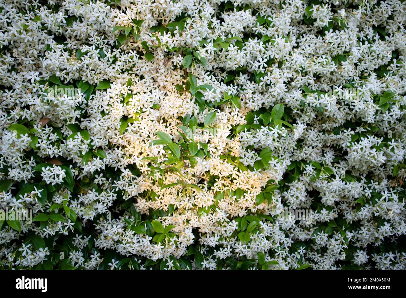 Photographic documentation of a hedge of fragrant jasmine in bloom in ...