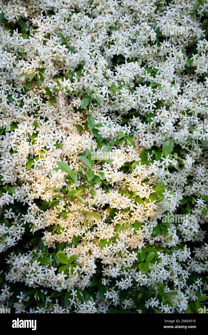 Photographic documentation of a hedge of fragrant jasmine in bloom in ...