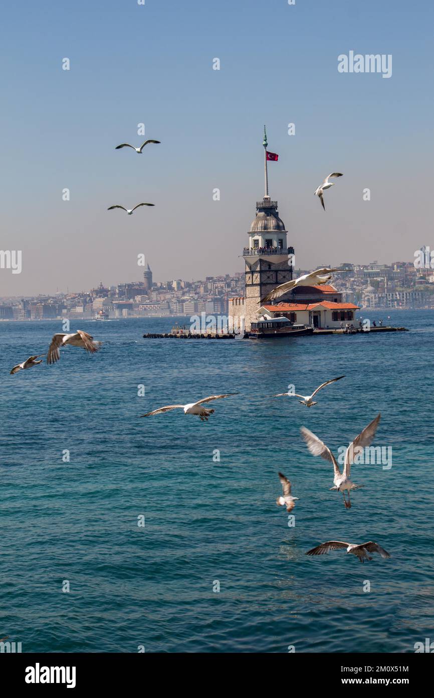 Seagulls and Maidens Tower located in Istanbul Stock Photo - Alamy