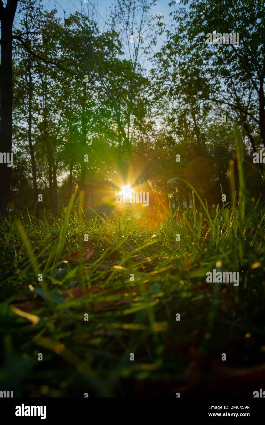 Bright rays of sun make their way through green grass. Autumn forest in ...