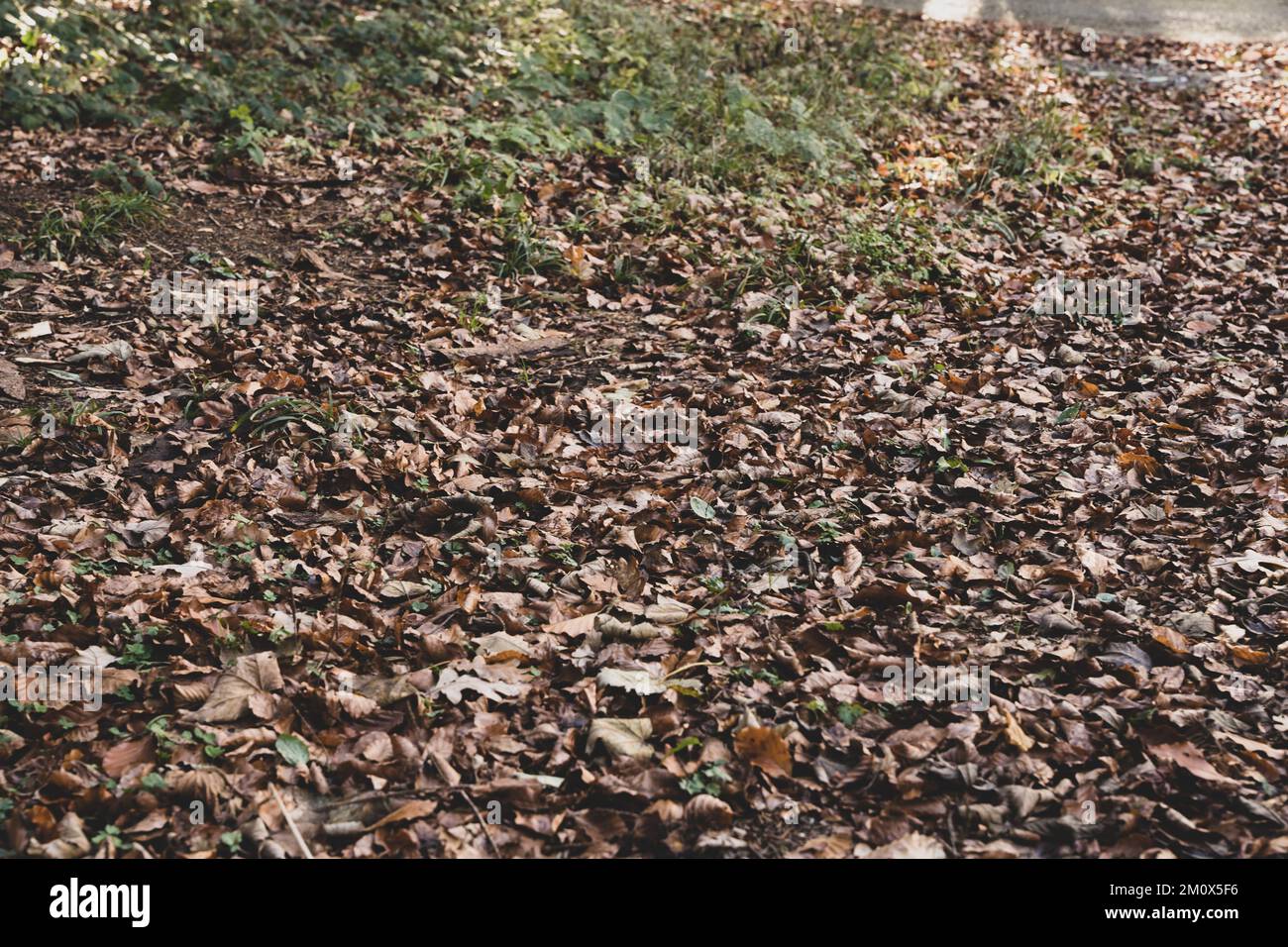 Large dry leaves on the ground in the forest with sunlight Stock Photo ...
